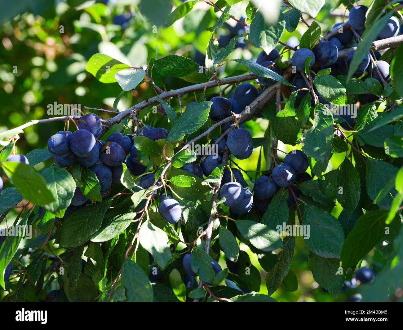 Ripe blackthorn fruits (Prunus spinosa) growing on tree branches in an ...