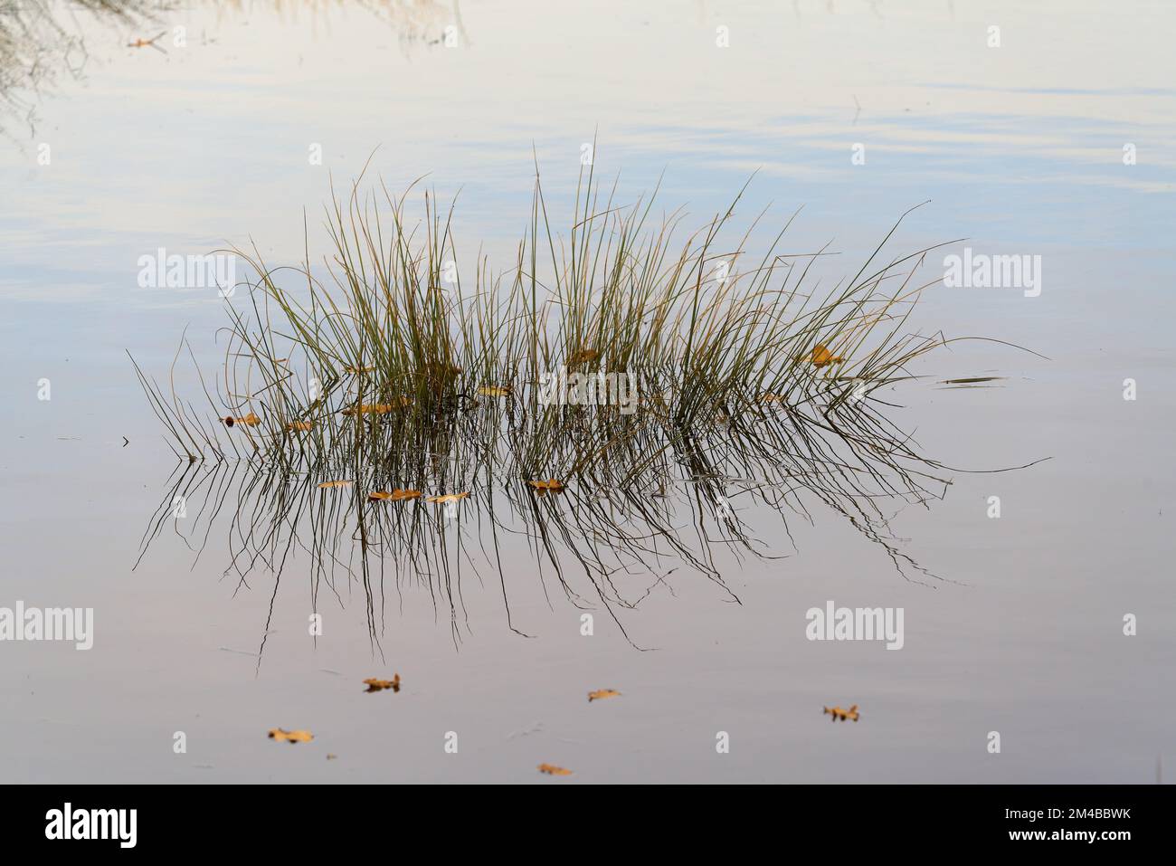 A tall grass growing in a calm lake Stock Photo - Alamy