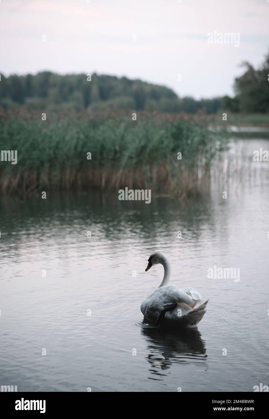 A vertical shot of a white swan swimming in the sea near the shore ...