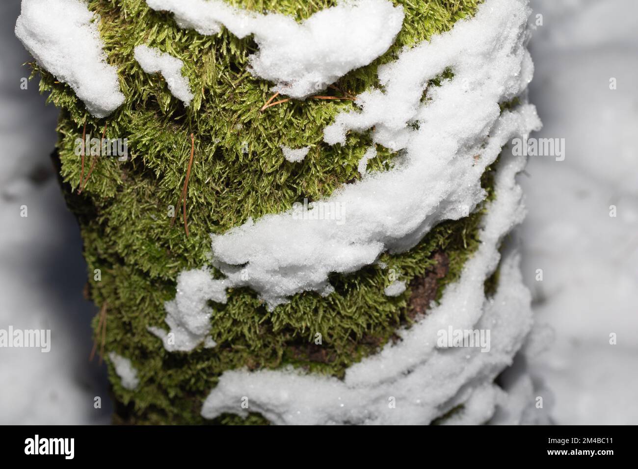 photo of green moss growing on a tree in winter in the snow Stock Photo ...