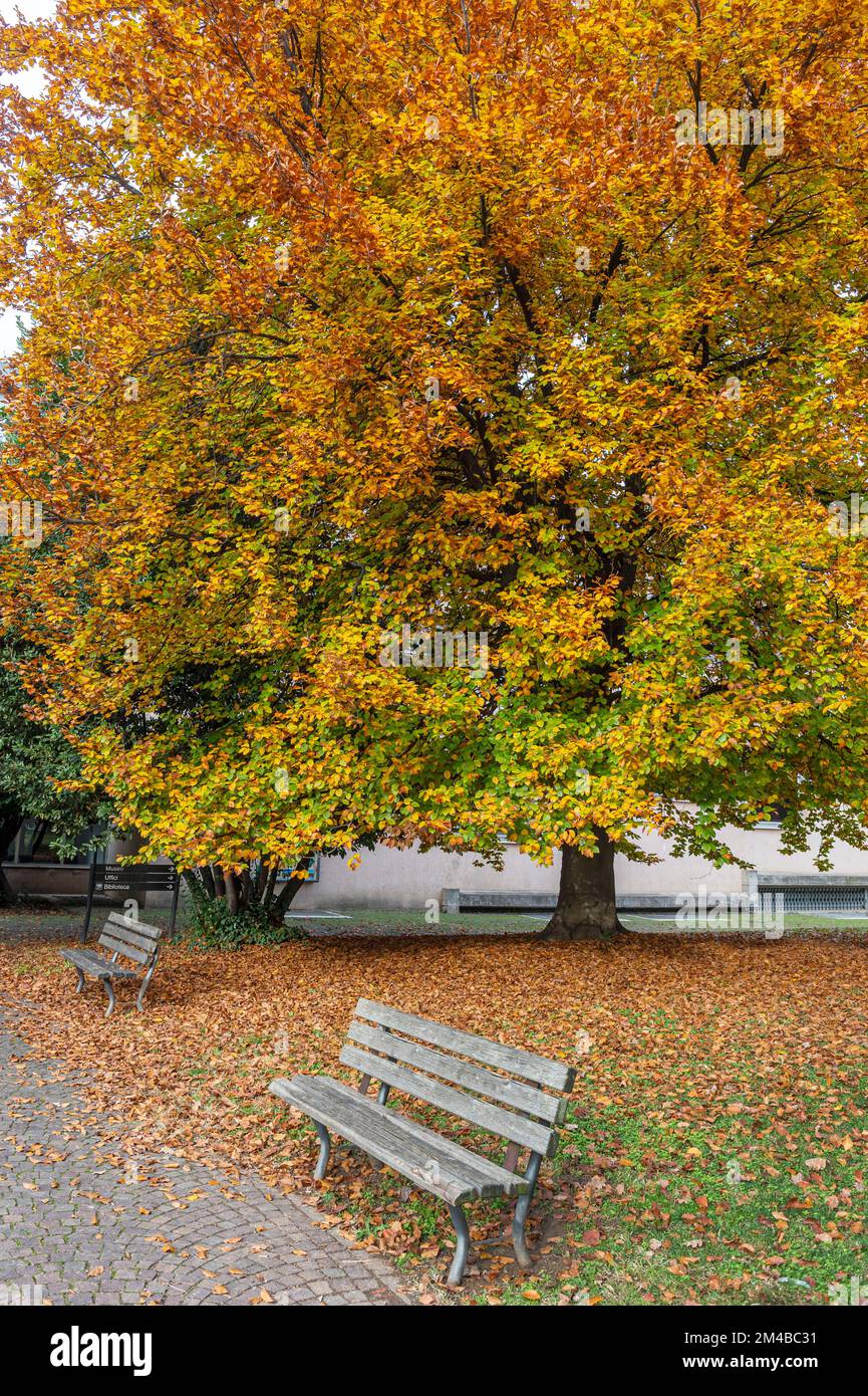 beech tree in autumn season, brescia, italy Stock Photo - Alamy