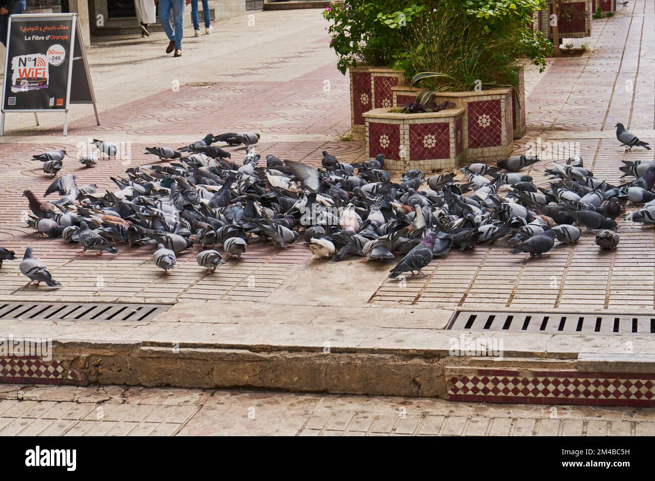Pigeons feeding crumb hi-res stock photography and images - Alamy