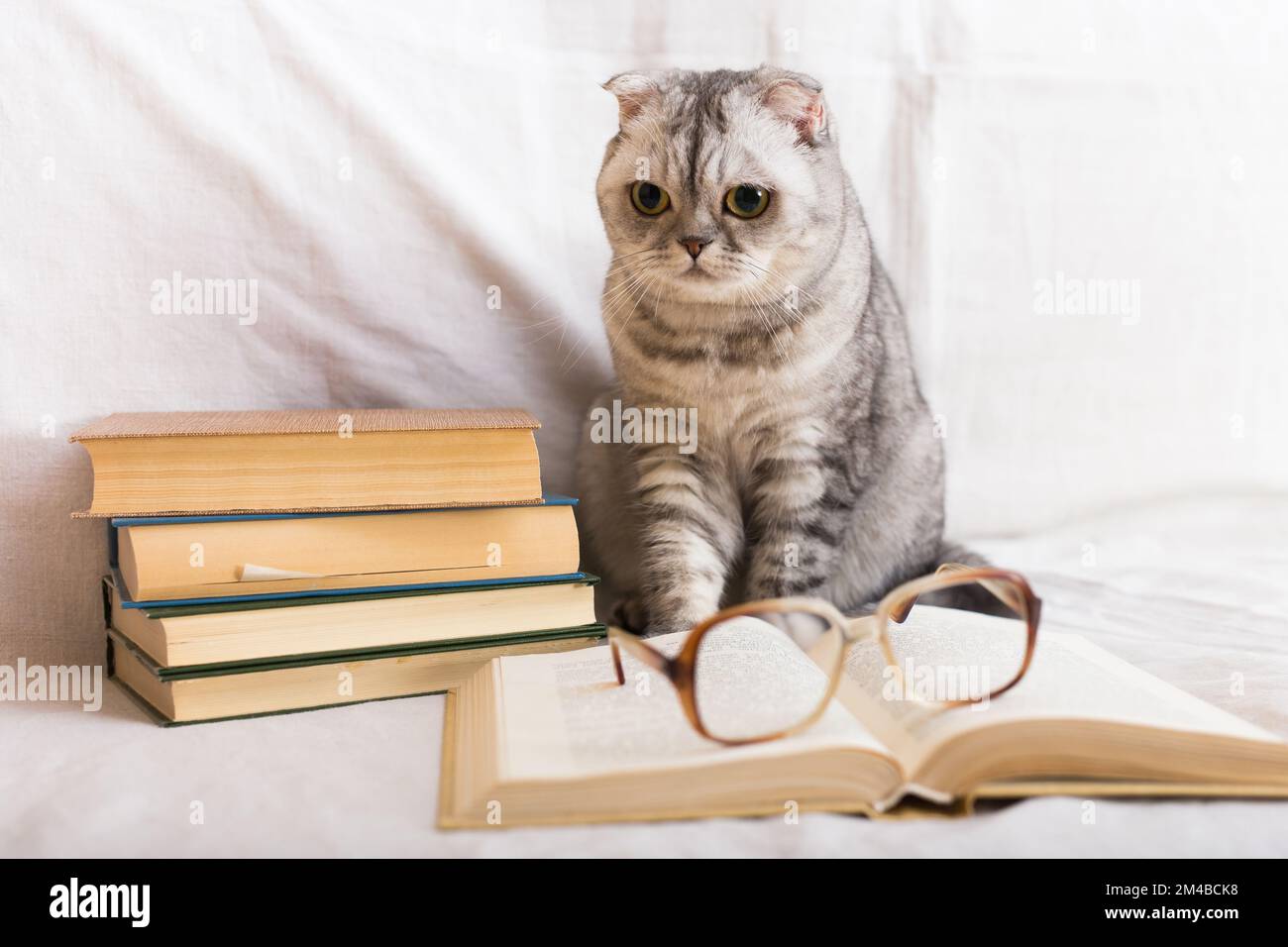 Fluffy cat and stack of books hi-res stock photography and images - Alamy