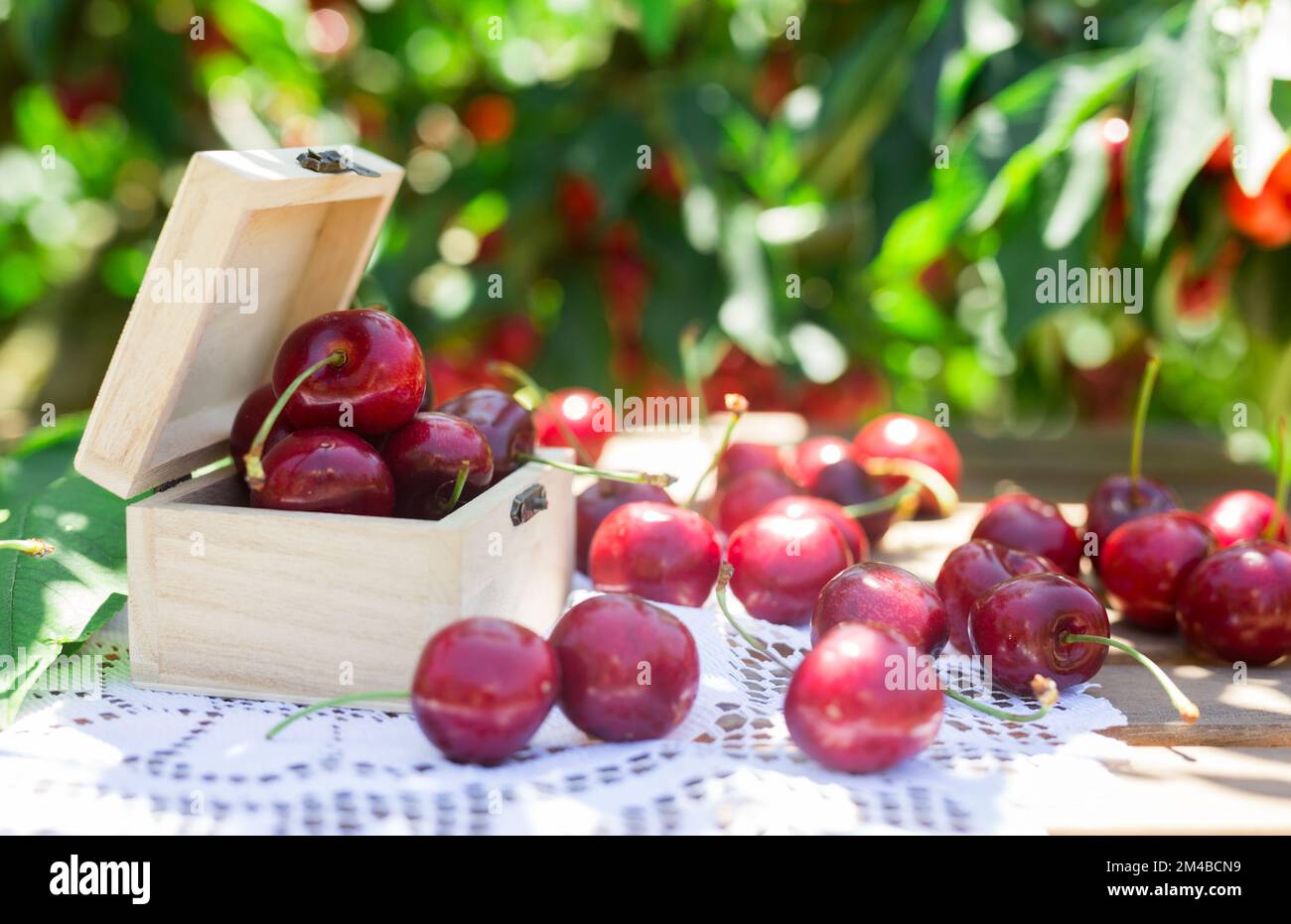 wooden box filled with ripe cherries on table against background of ...