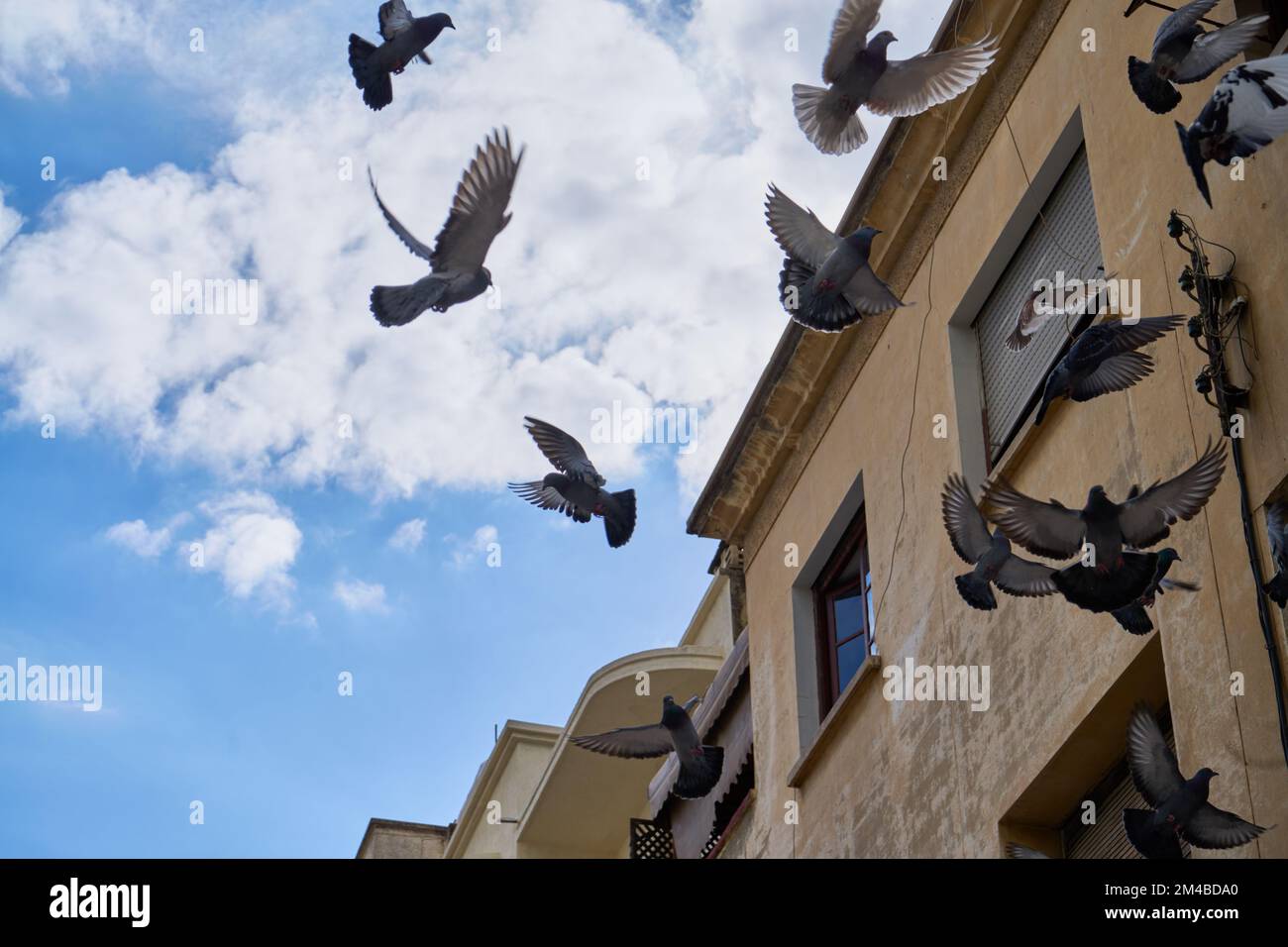 Pigeons Flying City