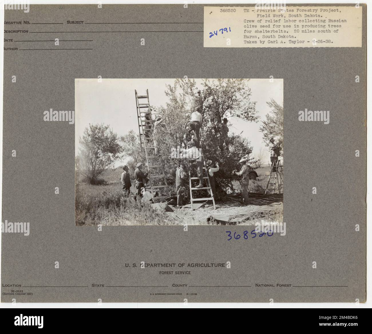 Nurseries: Tree Seeds - South Dakota. Photographs Relating to National ...