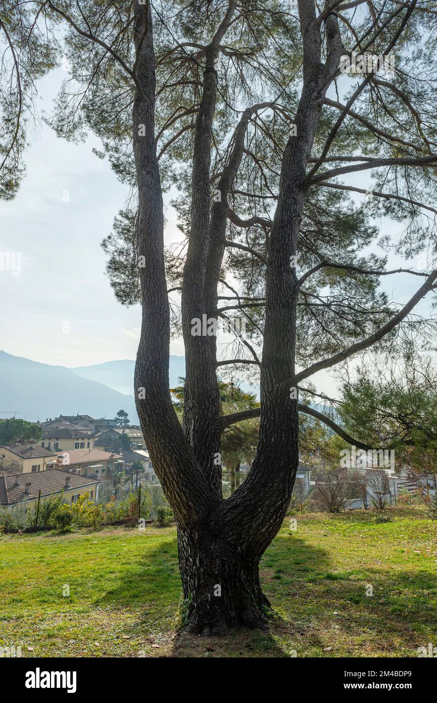 pinus halepensis old age tree, arco di trento, italy Stock Photo - Alamy