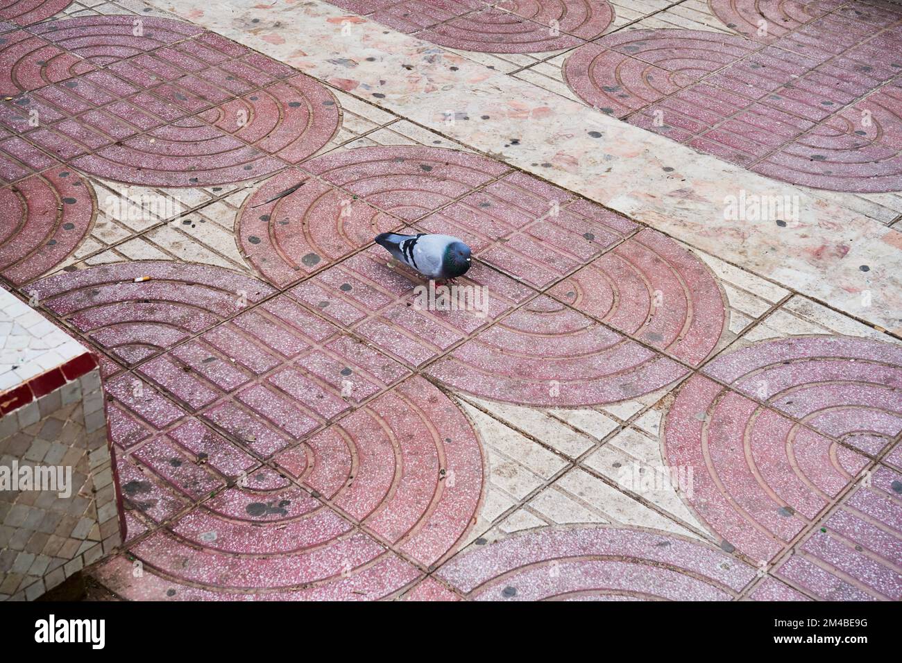 Homeless pigeons in a Moroccan street Stock Photo - Alamy