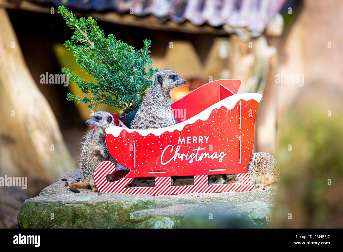 Hanover, Germany. 20th Dec, 2022. Meerkats stand in their enclosure at ...