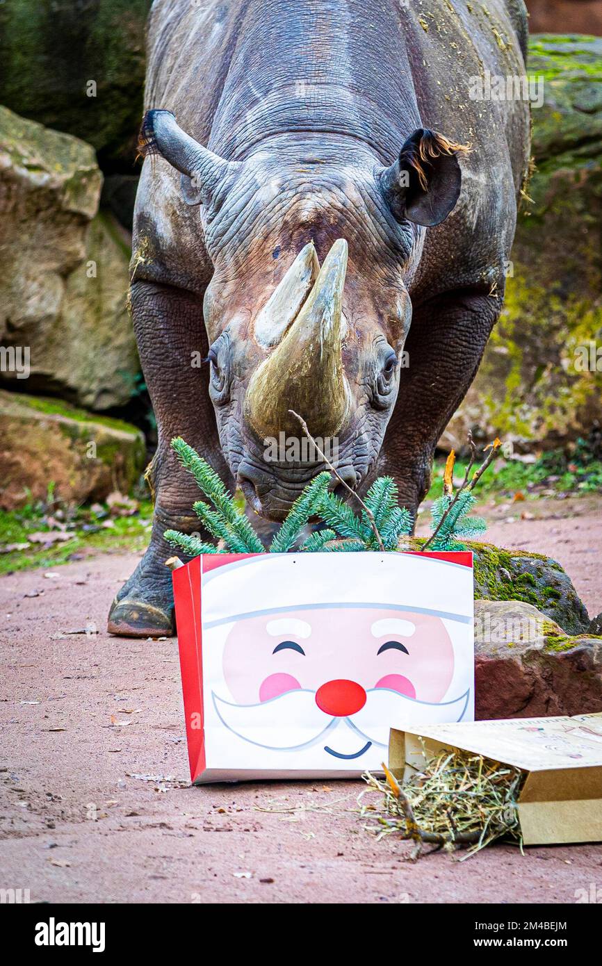 Hanover, Germany. 20th Dec, 2022. Black rhino Kito walks toward a ...