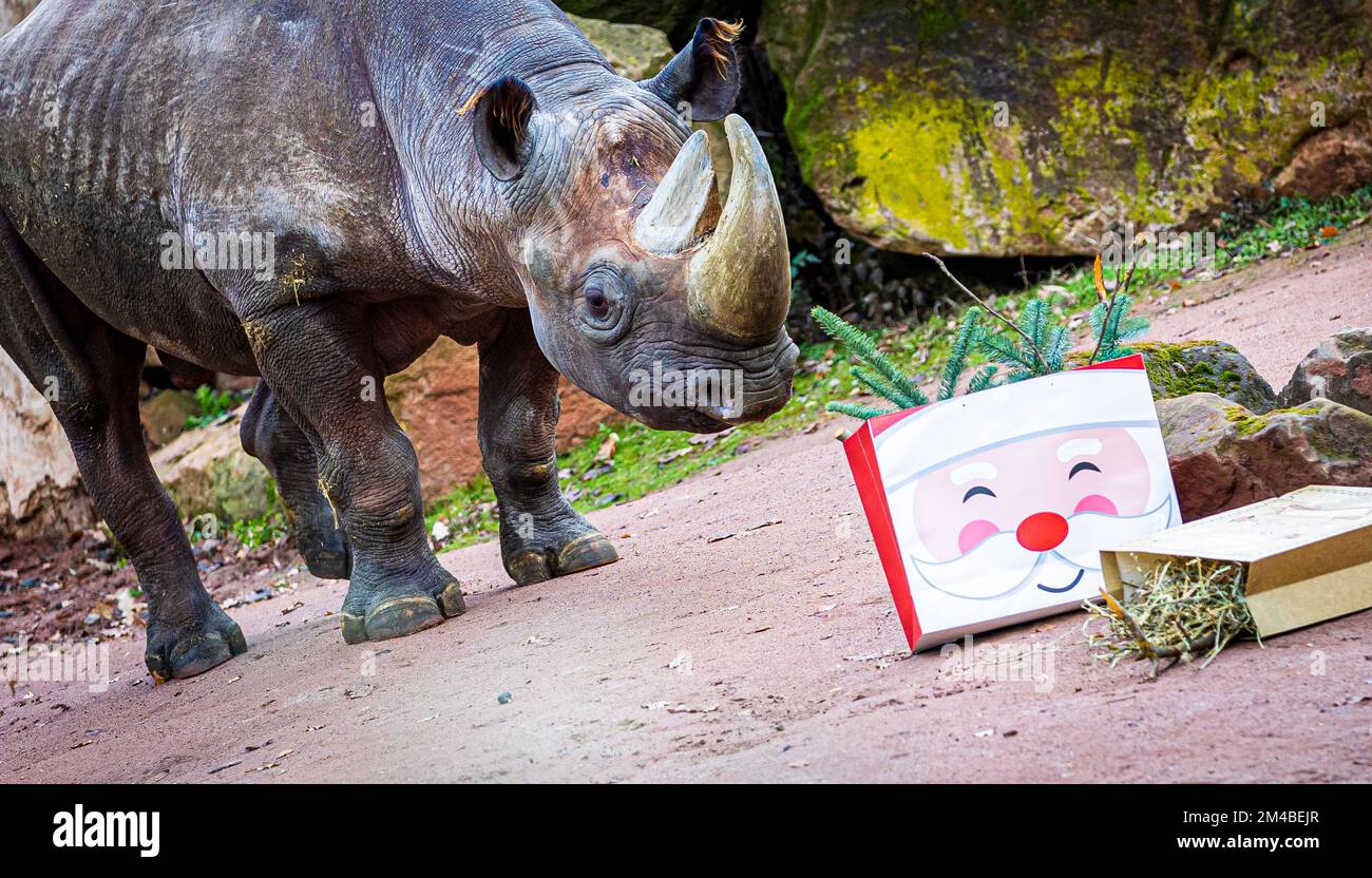 Rhino in hannover adventure zoo hi-res stock photography and images - Alamy