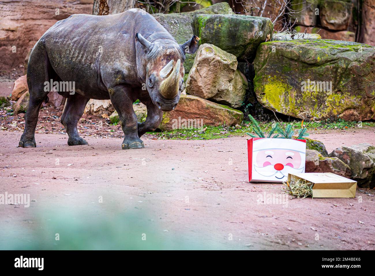 Kito food hi-res stock photography and images - Alamy