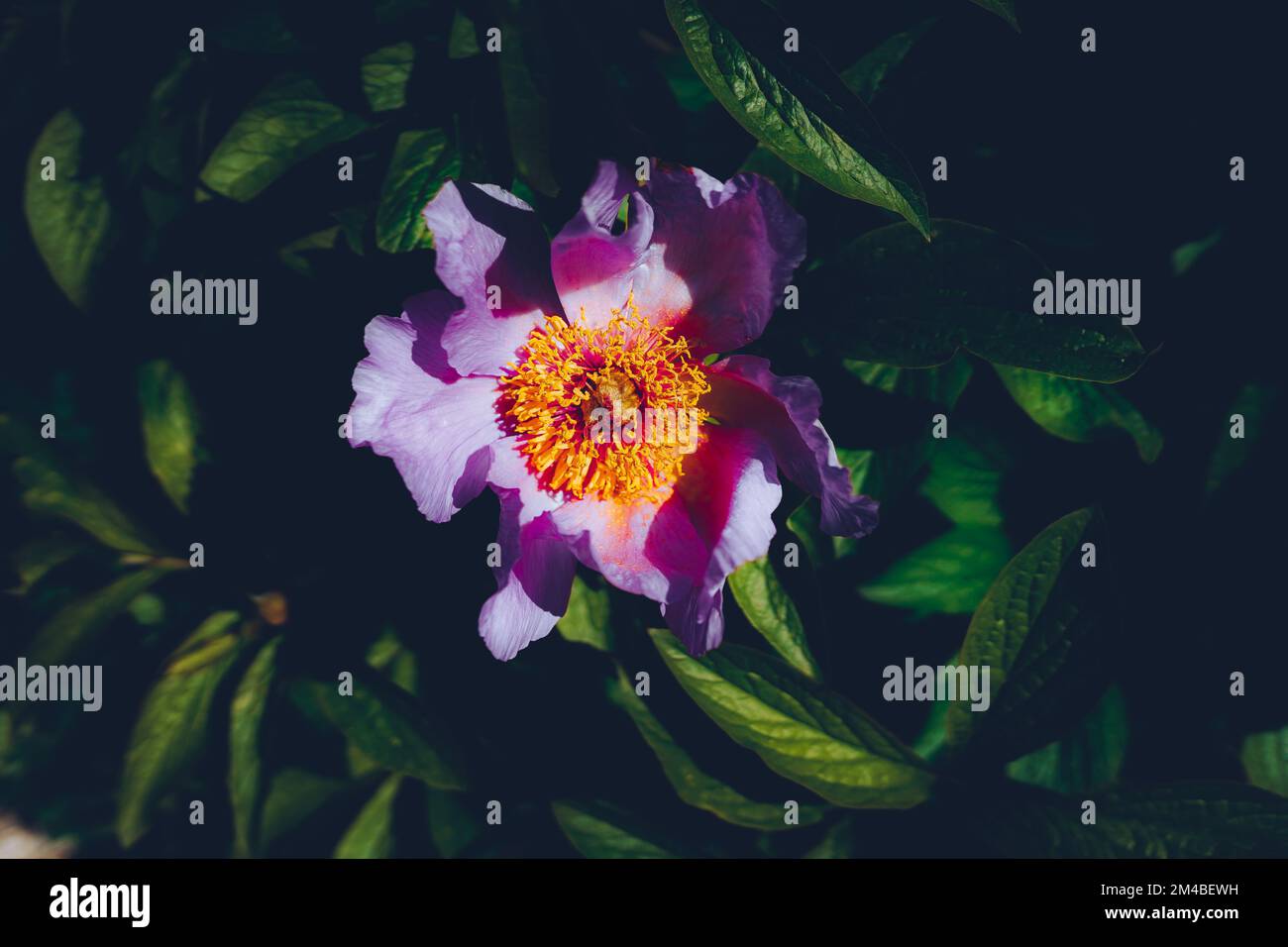 Beautiful colorful texture. Natural background. Botanical garden Stock ...