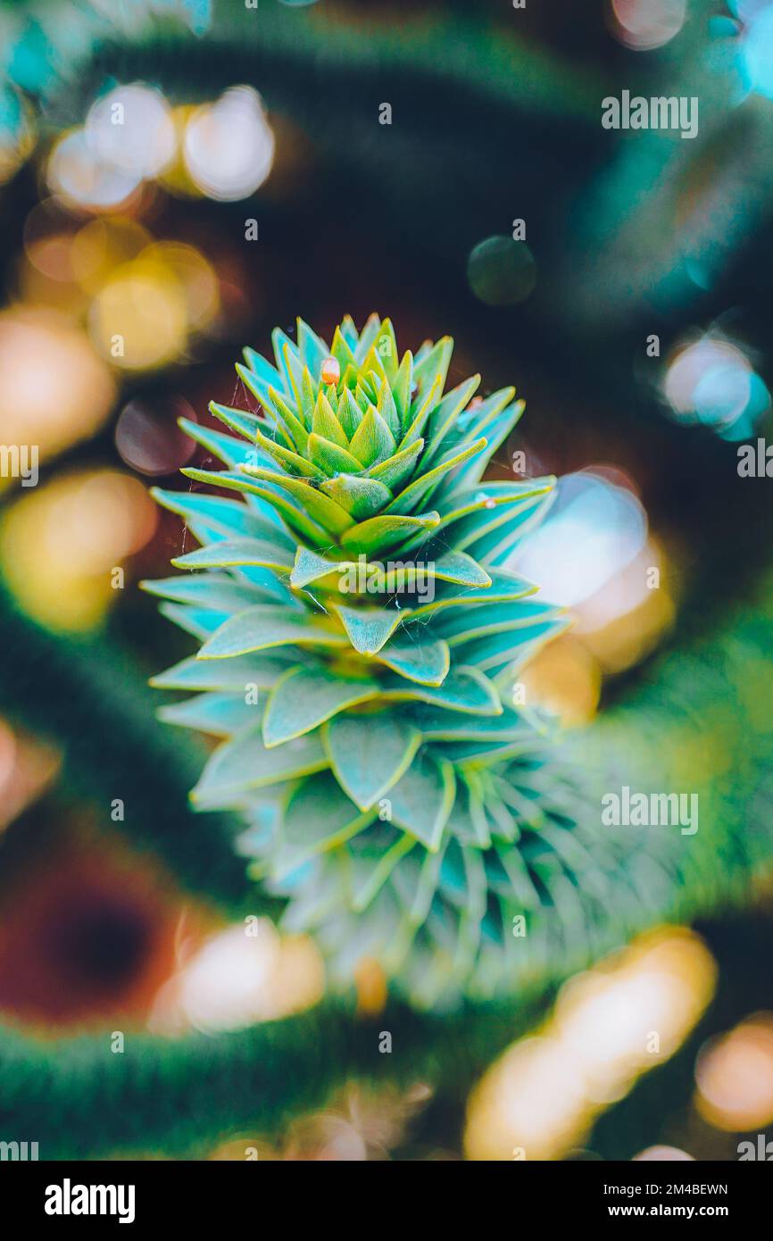Beautiful tree monkey puzzle hi-res stock photography and images - Alamy