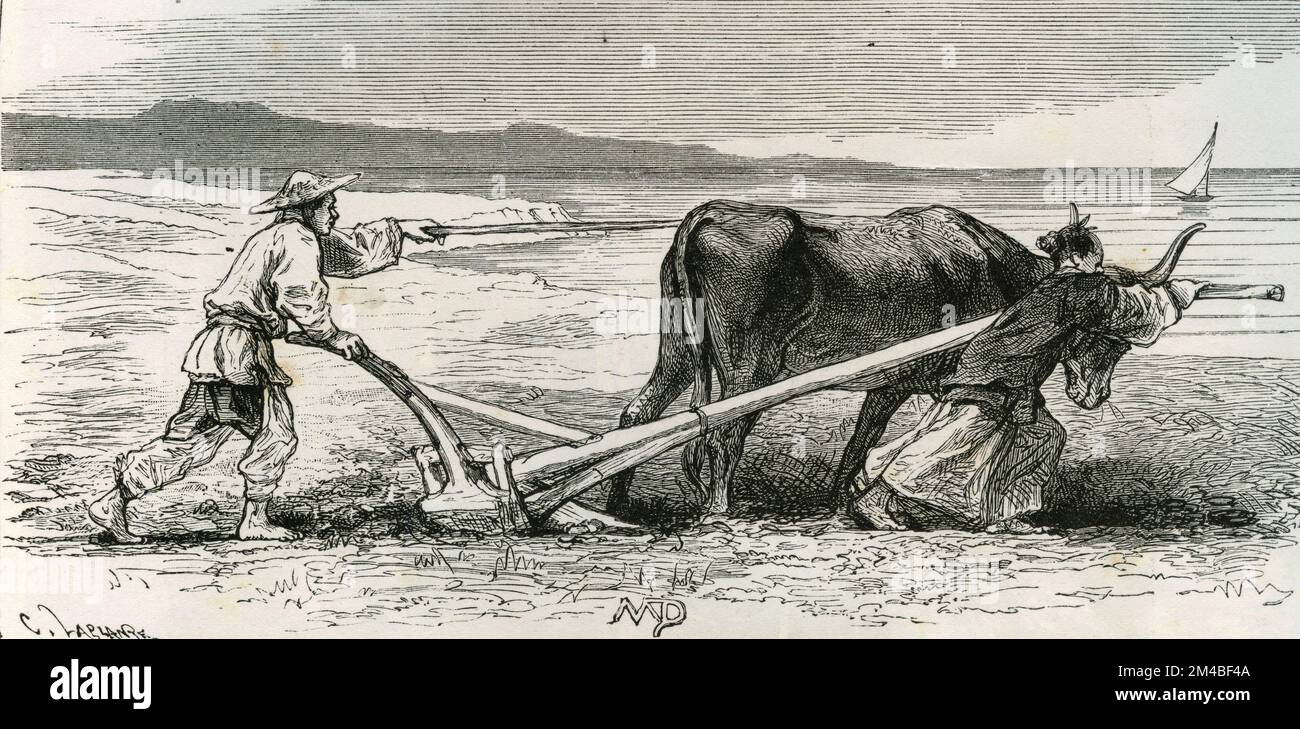 Chinese farmers plowing on the Hai river shores, China, illustration ...