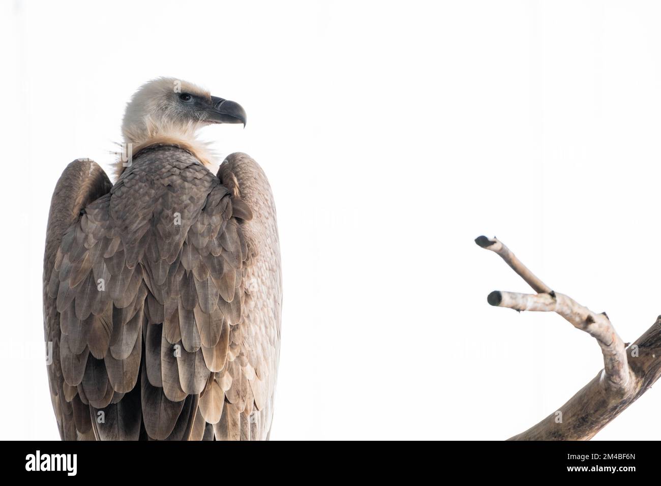 Eurasian fauna Cut Out Stock Images & Pictures - Alamy