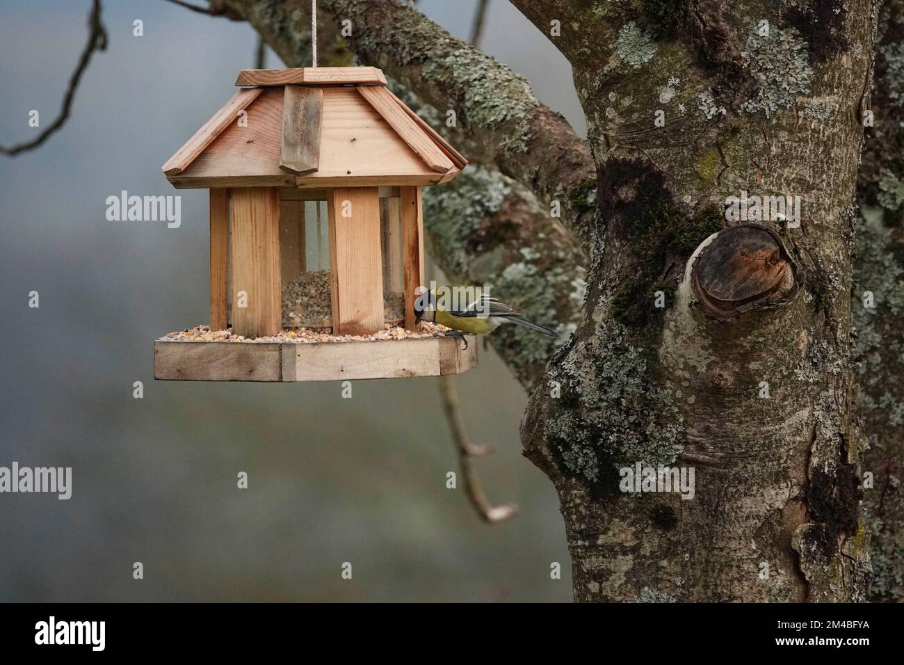 A close-up shot of a Great tit eating from a small wooden hut hanging ...