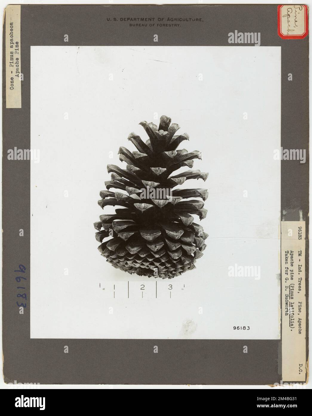 Apache pine hi-res stock photography and images - Alamy