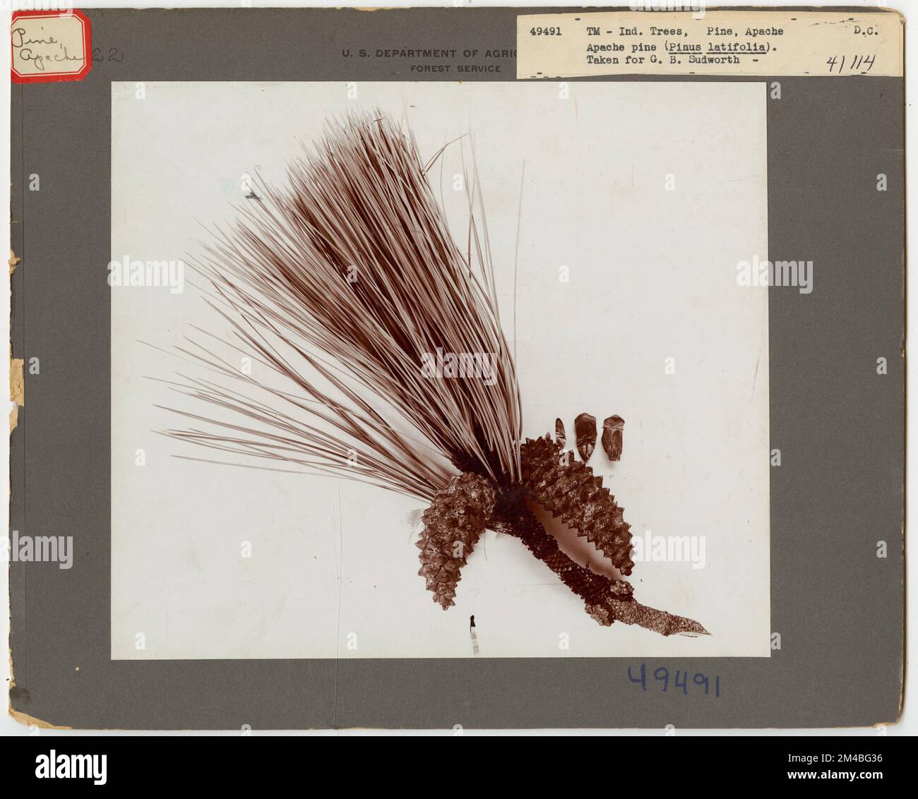 Tree Identification - Pine, Apache. Photographs Relating to National ...