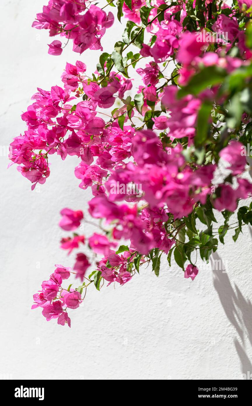 Bougainvillea tree in Greece Stock Photo - Alamy