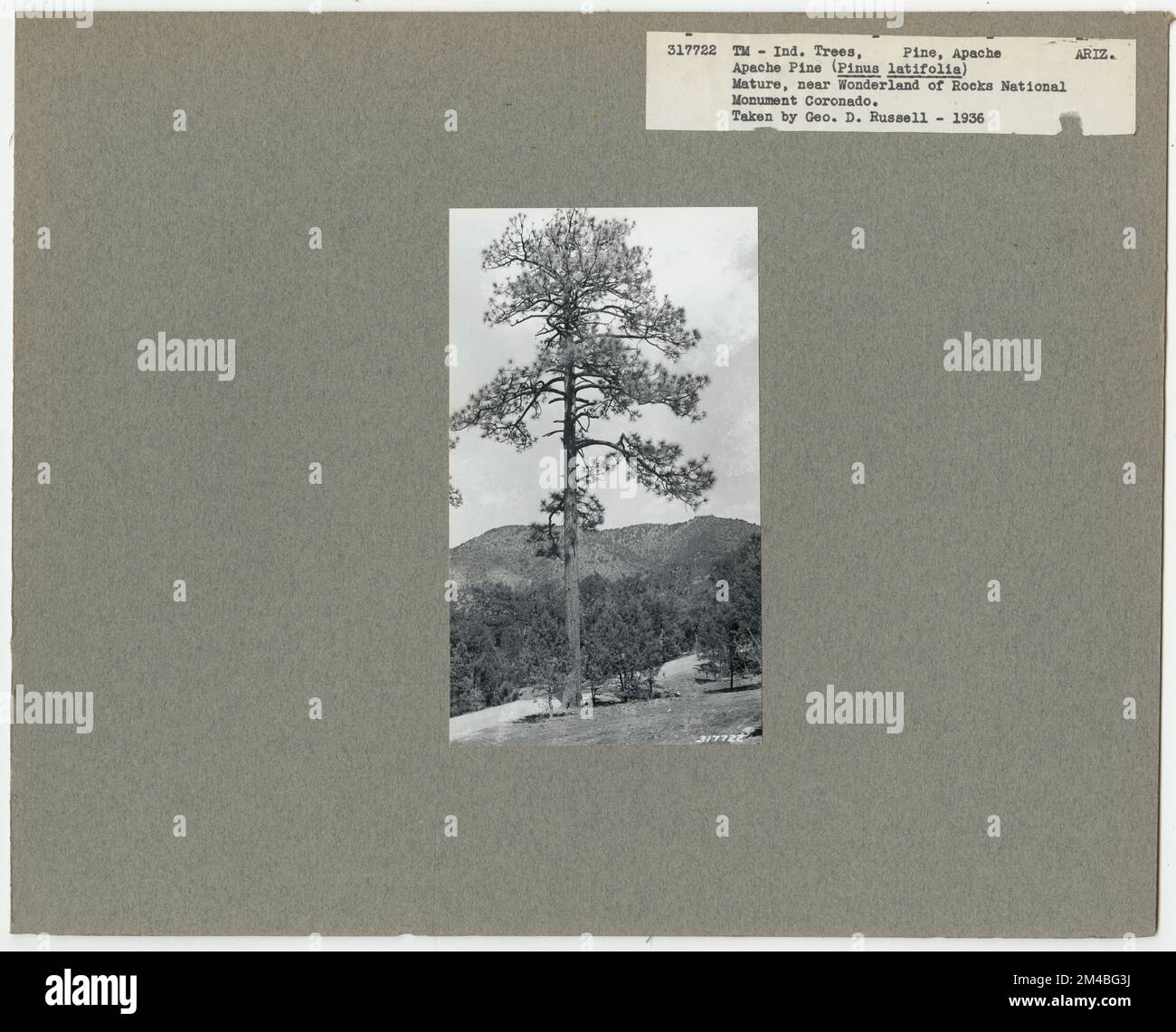 Tree Identification - Pine, Apache. Photographs Relating to National ...