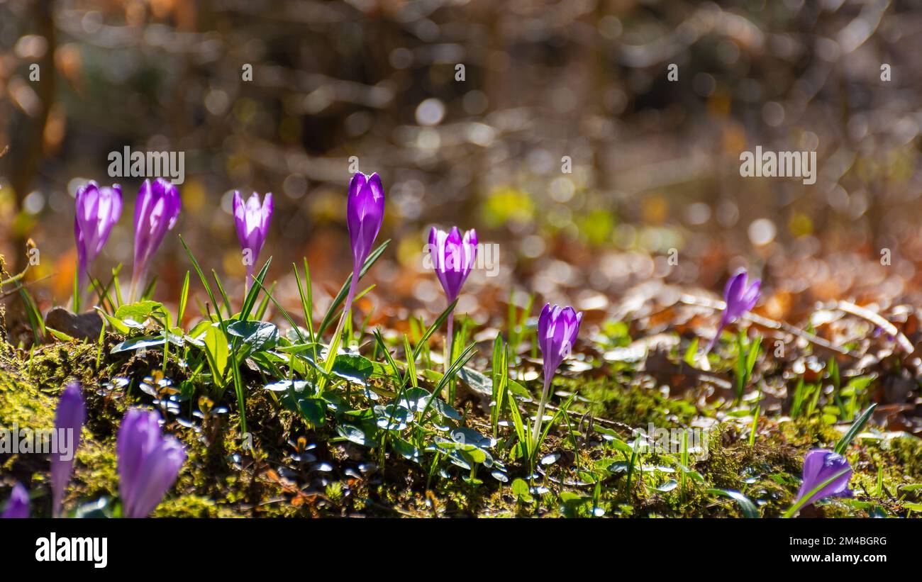 nature background with violet blooming flowers. crocus closeup in the ...
