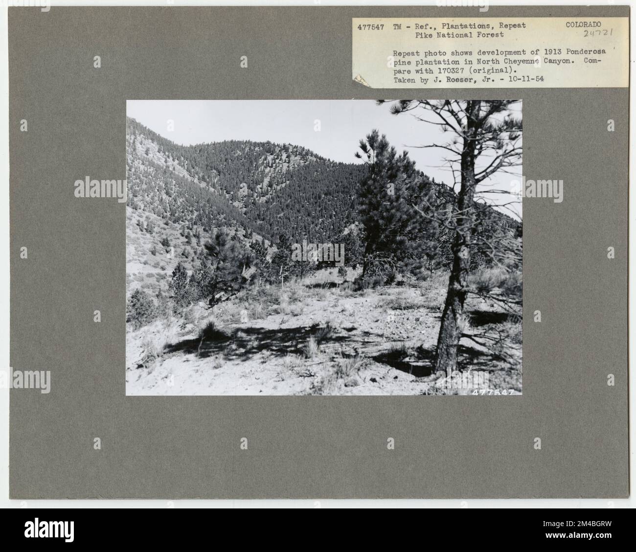 Reforestation: Camera Point - Colorado. Photographs Relating to ...