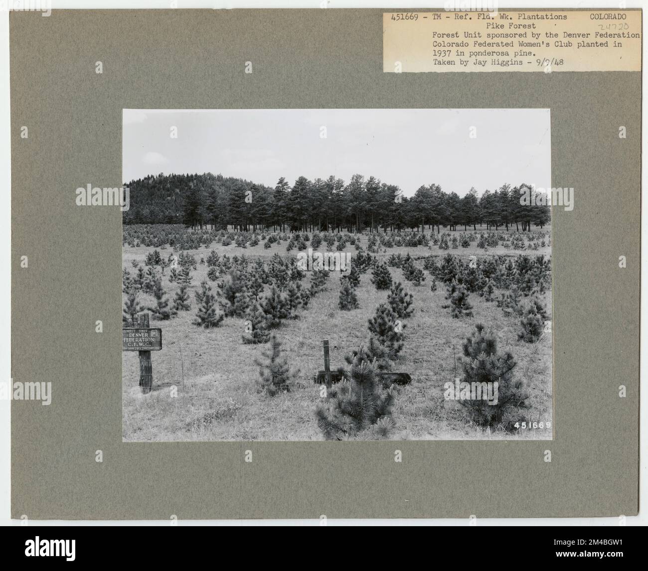 Reforestation: Plantations - Colorado. Photographs Relating to National ...