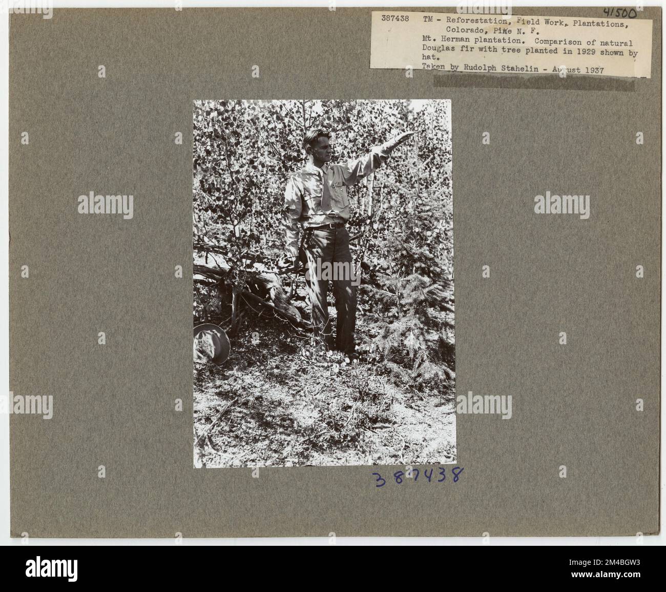 Reforestation: Plantations - Colorado. Photographs Relating to National ...