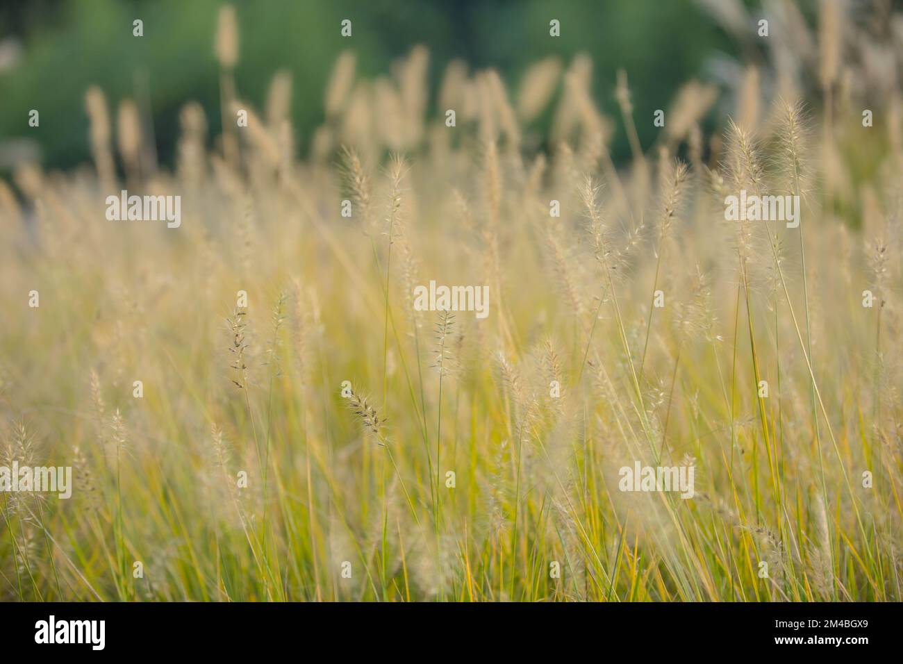 The cogon grass growing in the field Stock Photo - Alamy