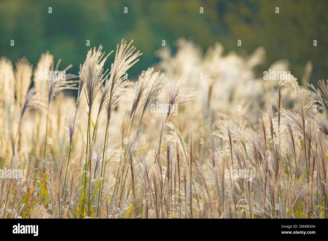 Grass garden chinese reed hi-res stock photography and images - Alamy
