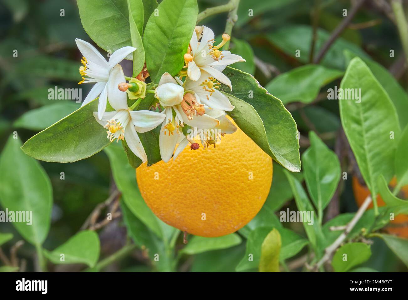 Orange tree in greece hi-res stock photography and images - Alamy