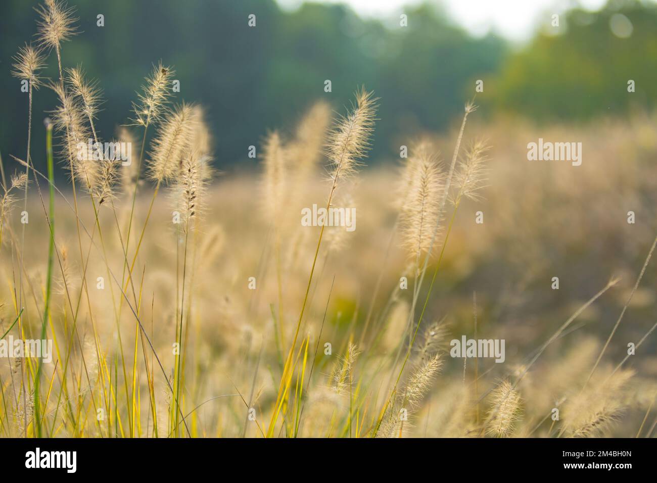 White cogon grass hi-res stock photography and images - Alamy