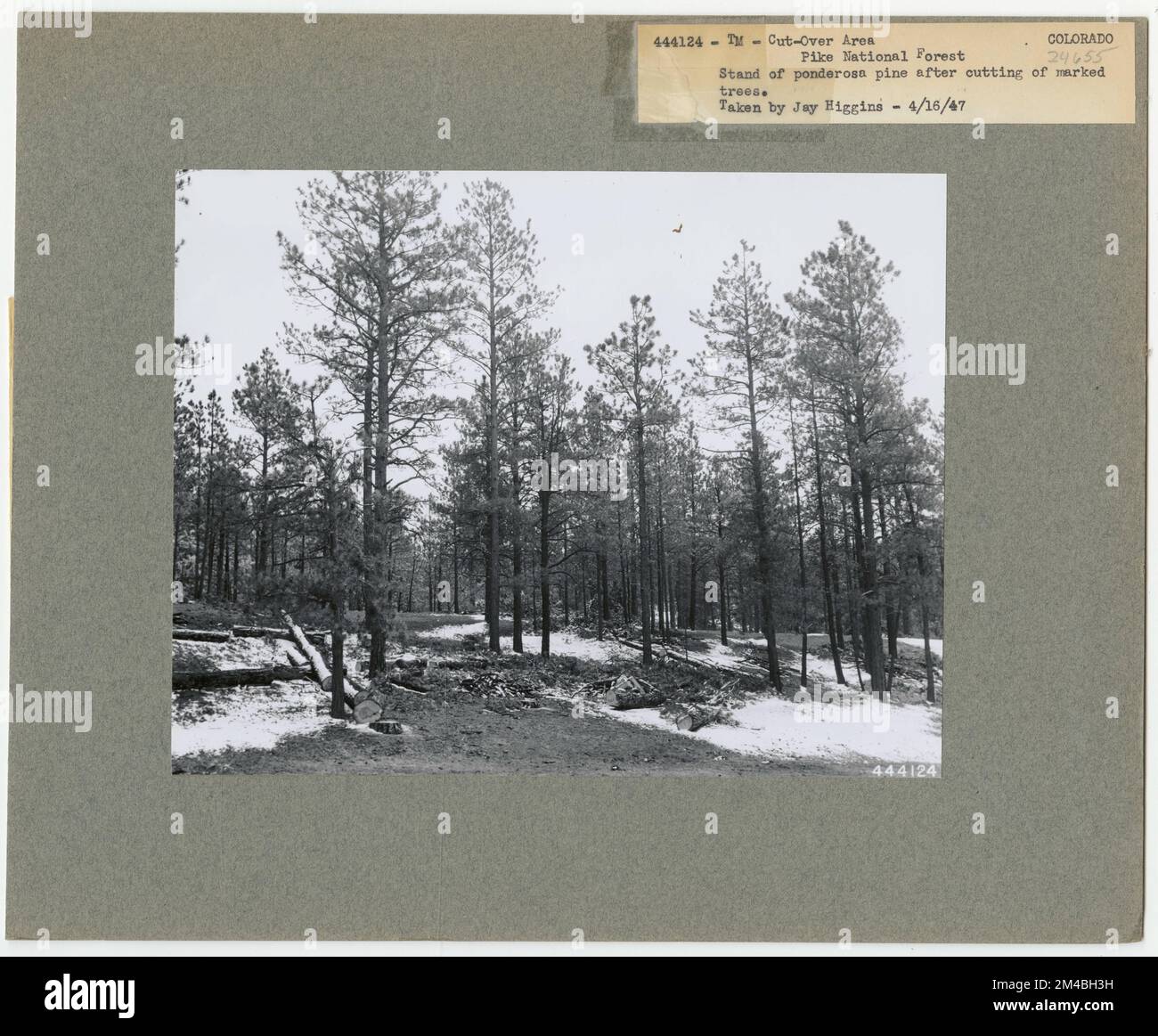 Timber Management - Partial Cutting - Colorado. Photographs Relating to ...