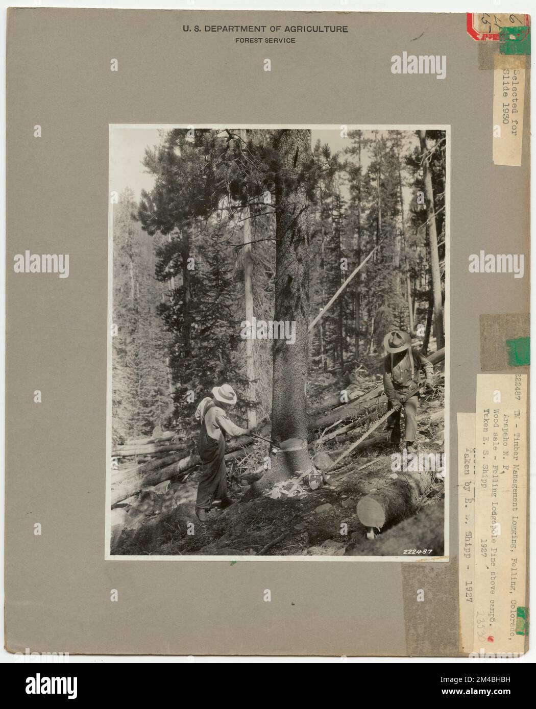 Logging: Felling - Colorado. Photographs Relating to National Forests ...