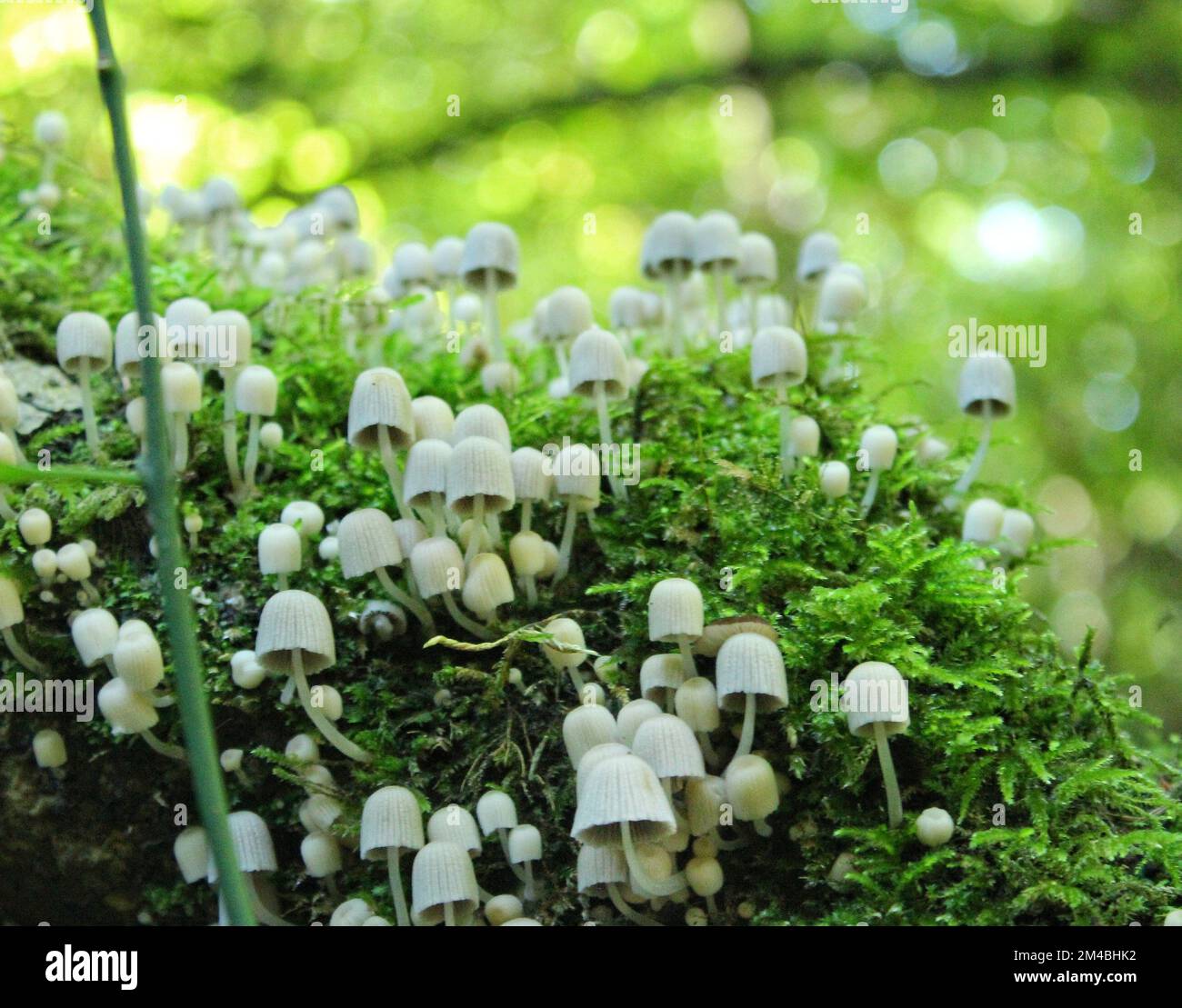 A close-up shot of small white mushrooms resting on a tree branch ...
