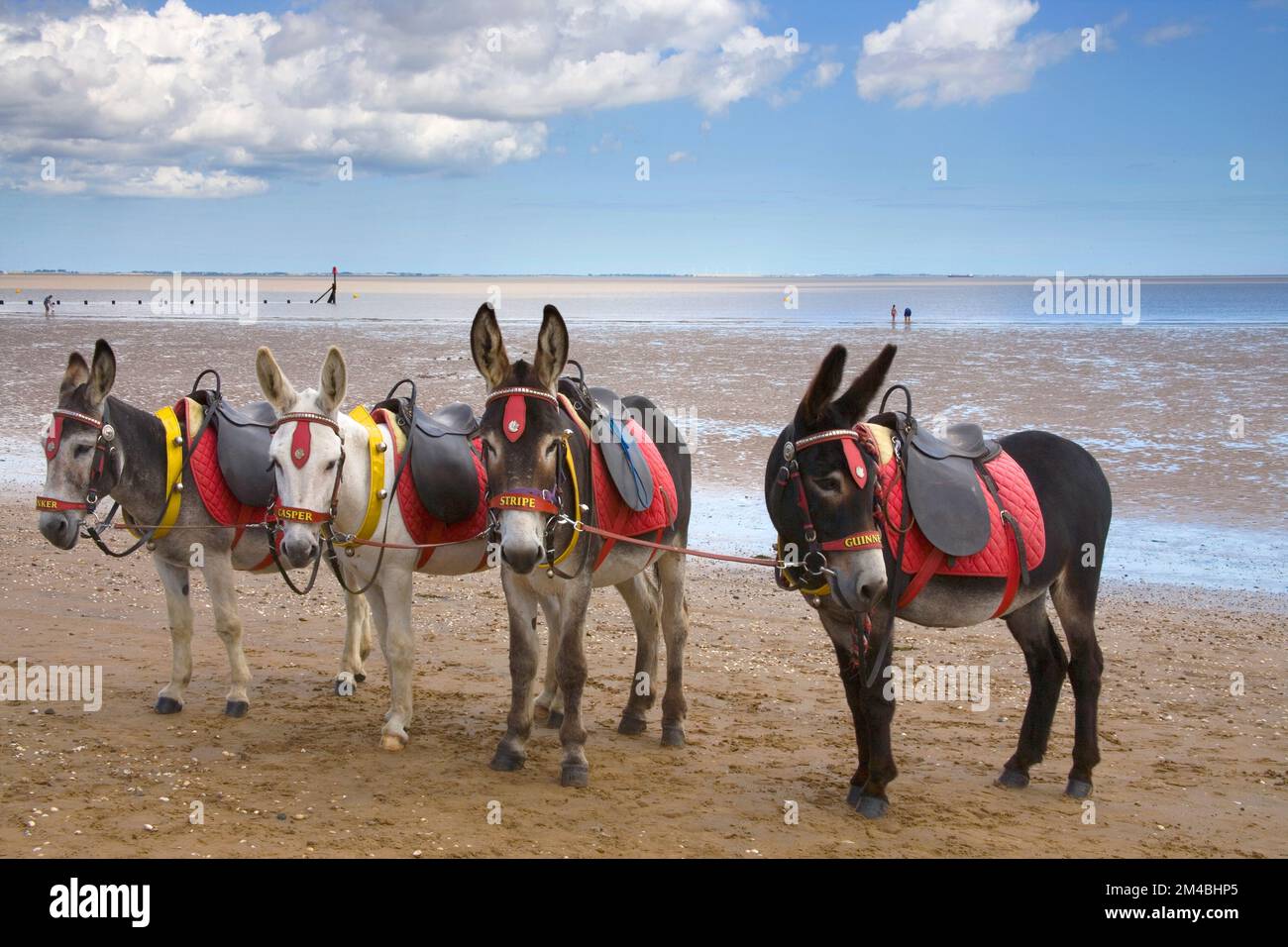 four donkeys ready to give rides on the beach at cleethorpes on the ...