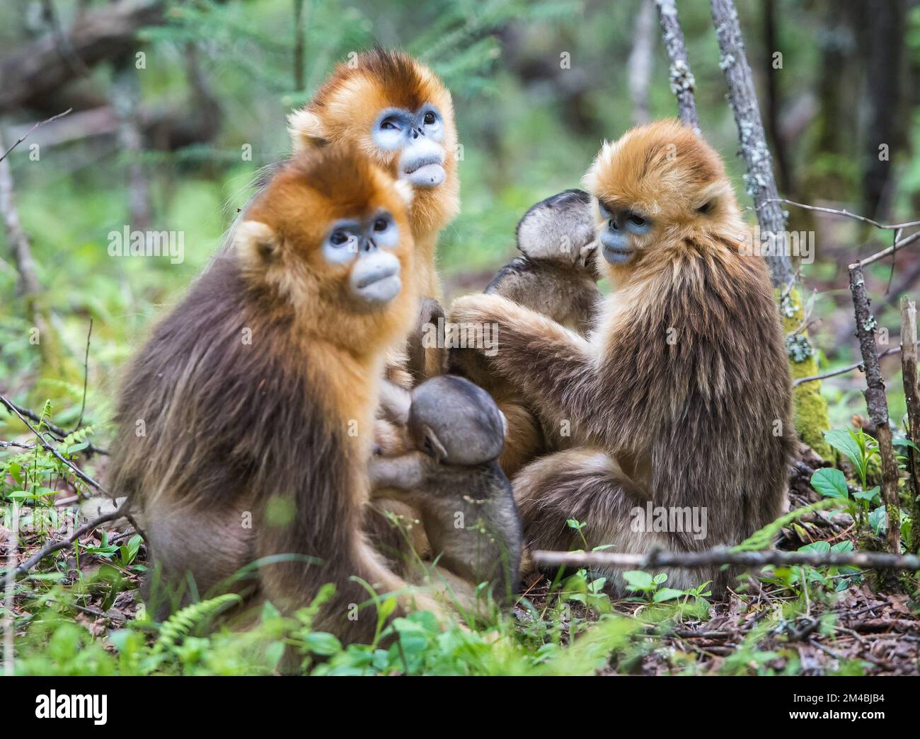 Golden snub nosed monkey shennongjia hi-res stock photography and ...