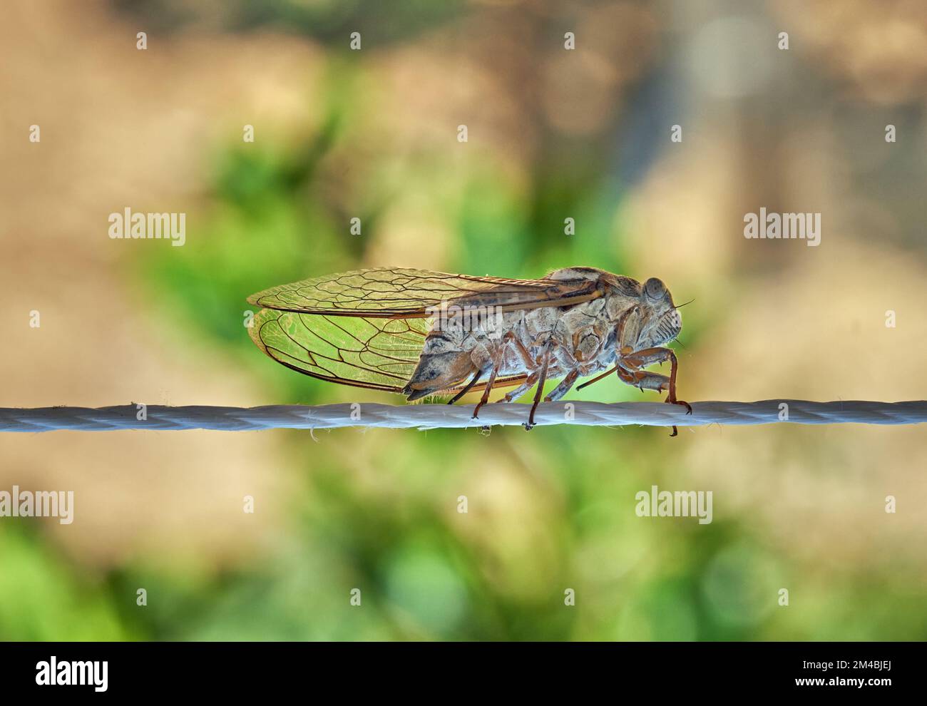 Tymbal organ hi-res stock photography and images - Alamy