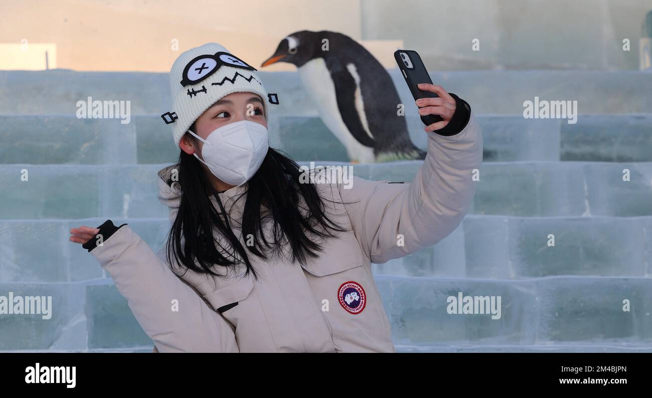 Penguins from Harbin Polarpark were seen at the Harbin Ice-Snow World ...