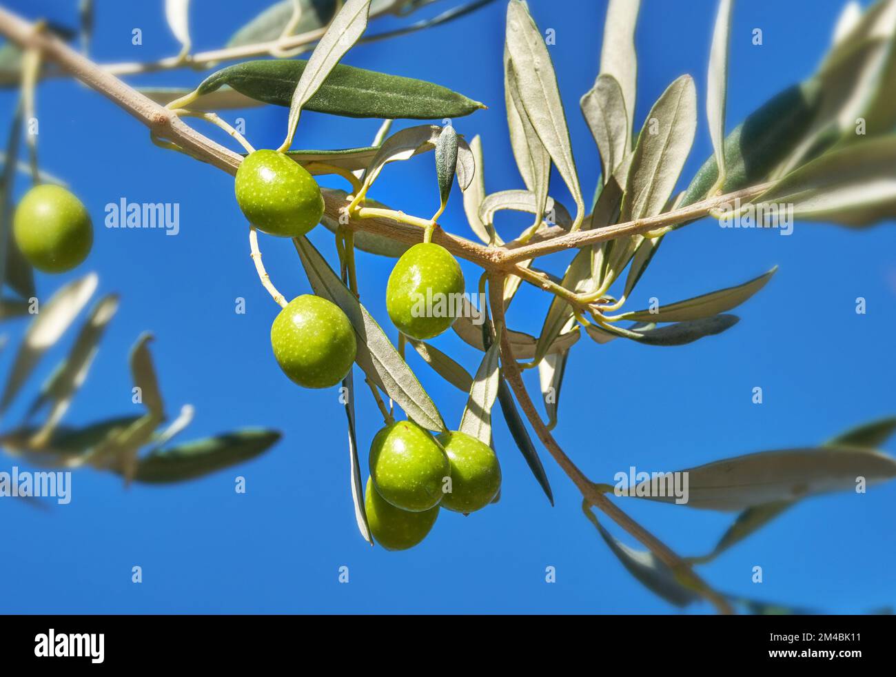 Olive growing tradition hi-res stock photography and images - Alamy