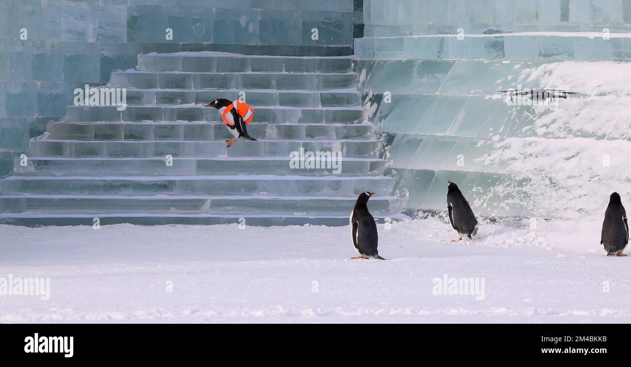 Penguins from Harbin Polarpark were seen at the Harbin Ice-Snow World ...