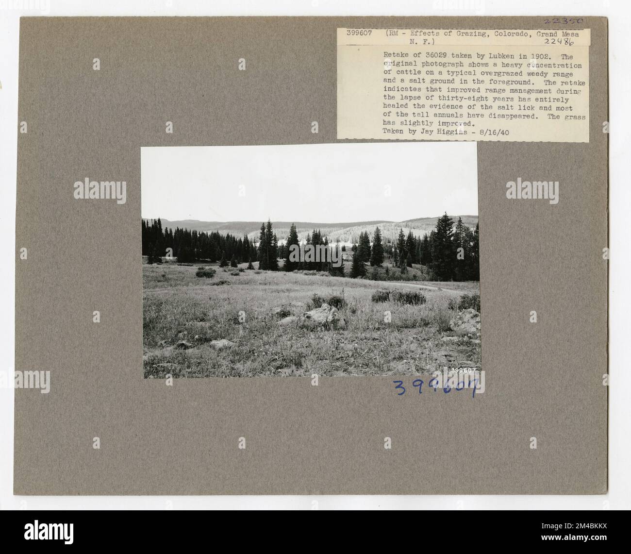 Effects of Grazing - Colorado. Photographs Relating to National Forests ...