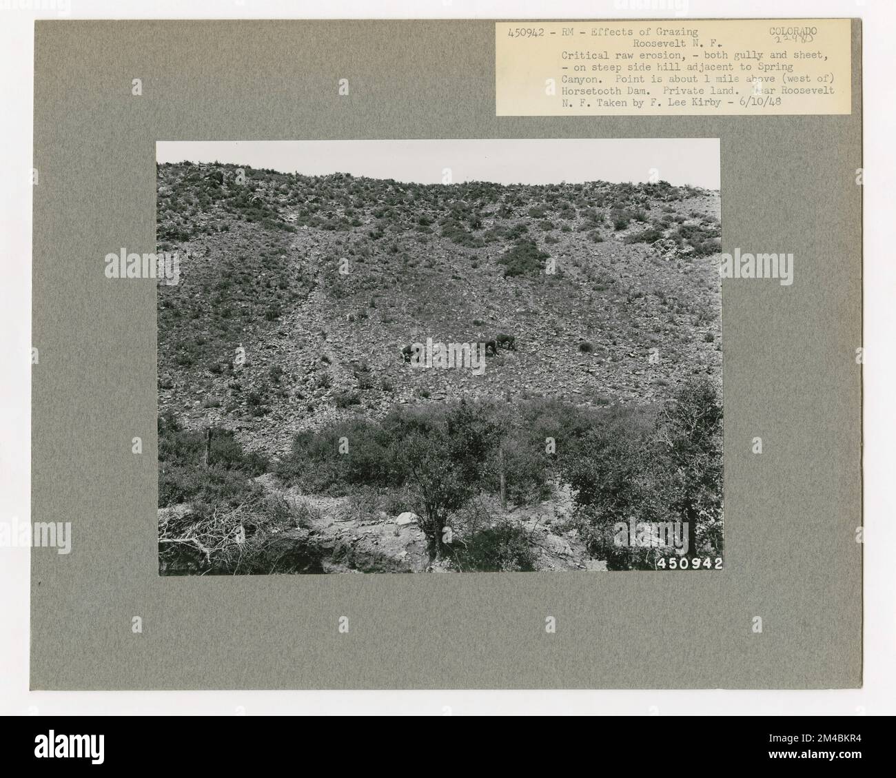 Effects of Grazing - Colorado. Photographs Relating to National Forests ...