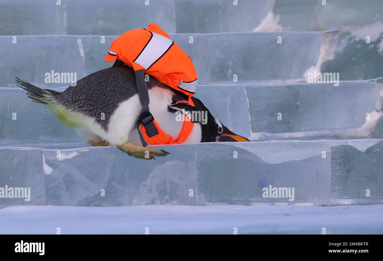 Penguins from Harbin Polarpark were seen at the Harbin Ice-Snow World ...