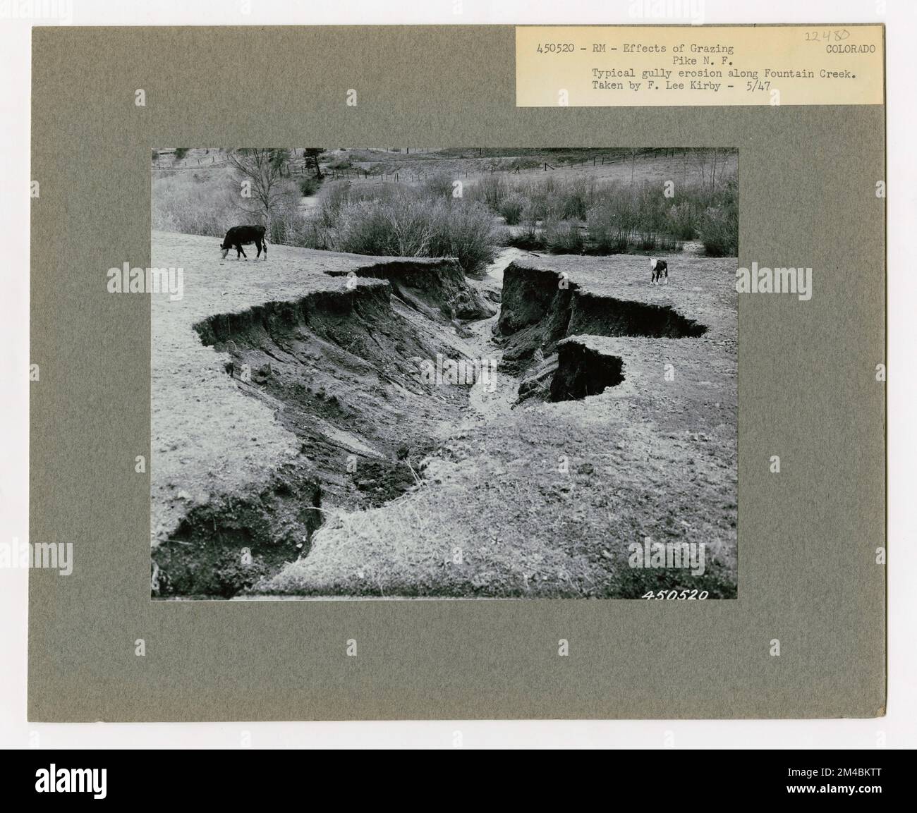 Effects of Grazing - Colorado. Photographs Relating to National Forests ...