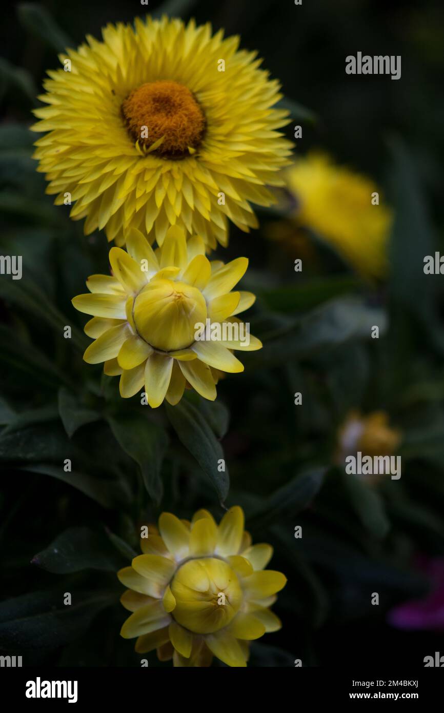 Multiple yellow Strawflower blossoms on a plant in a New York garden ...