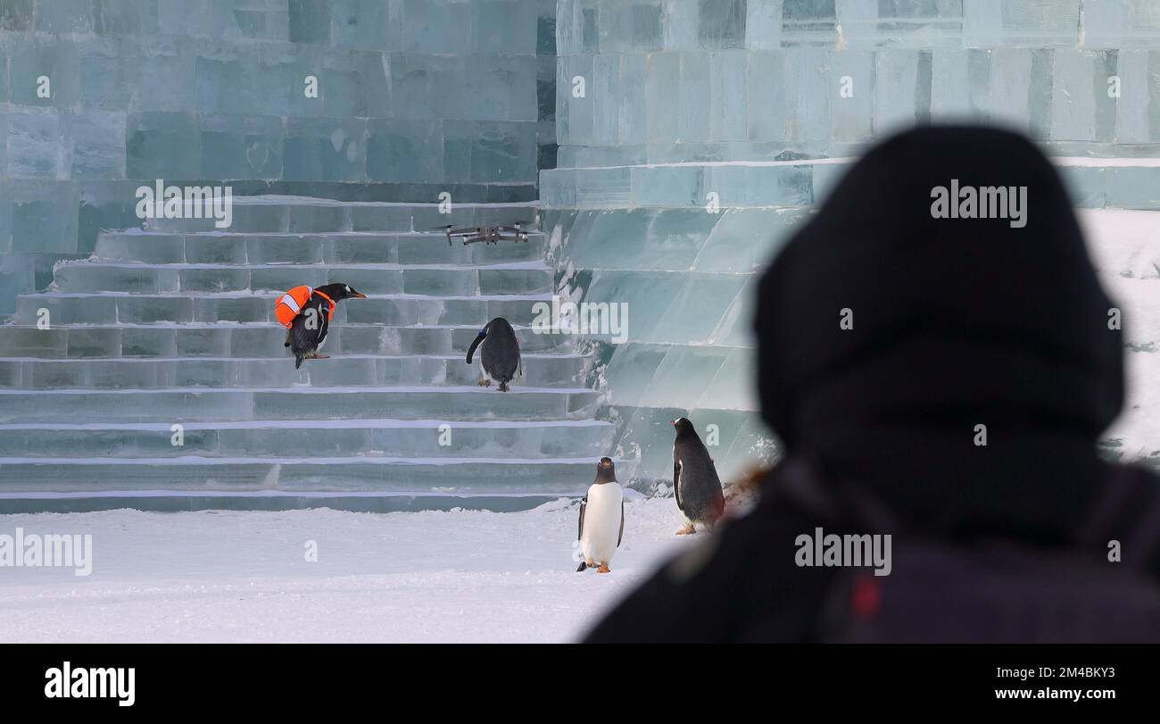 Penguins from Harbin Polarpark were seen at the Harbin Ice-Snow World ...