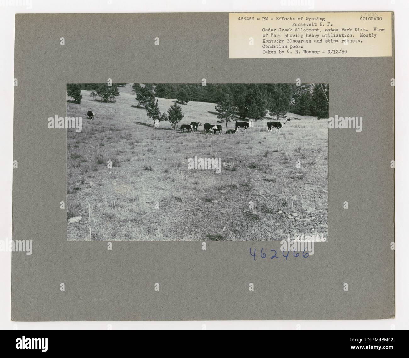 Effects of Grazing - Colorado. Photographs Relating to National Forests ...