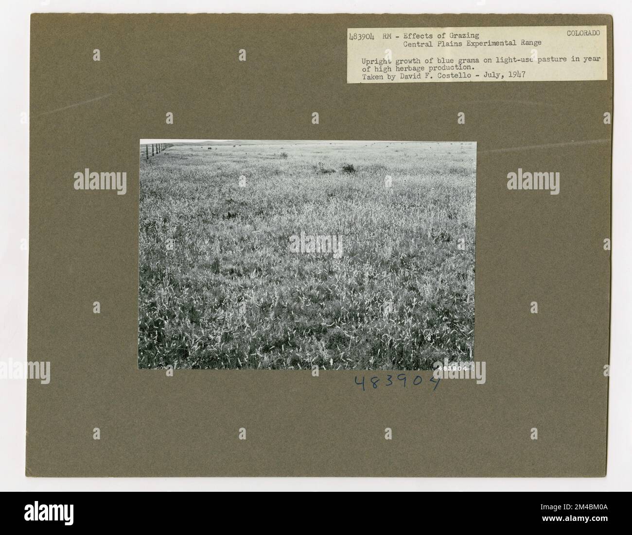Effects of Grazing - Colorado. Photographs Relating to National Forests ...